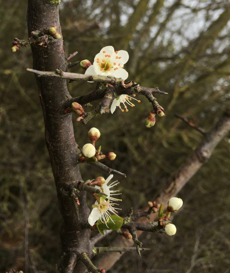 Blackthorn Spring - Tree Of Life Therapy